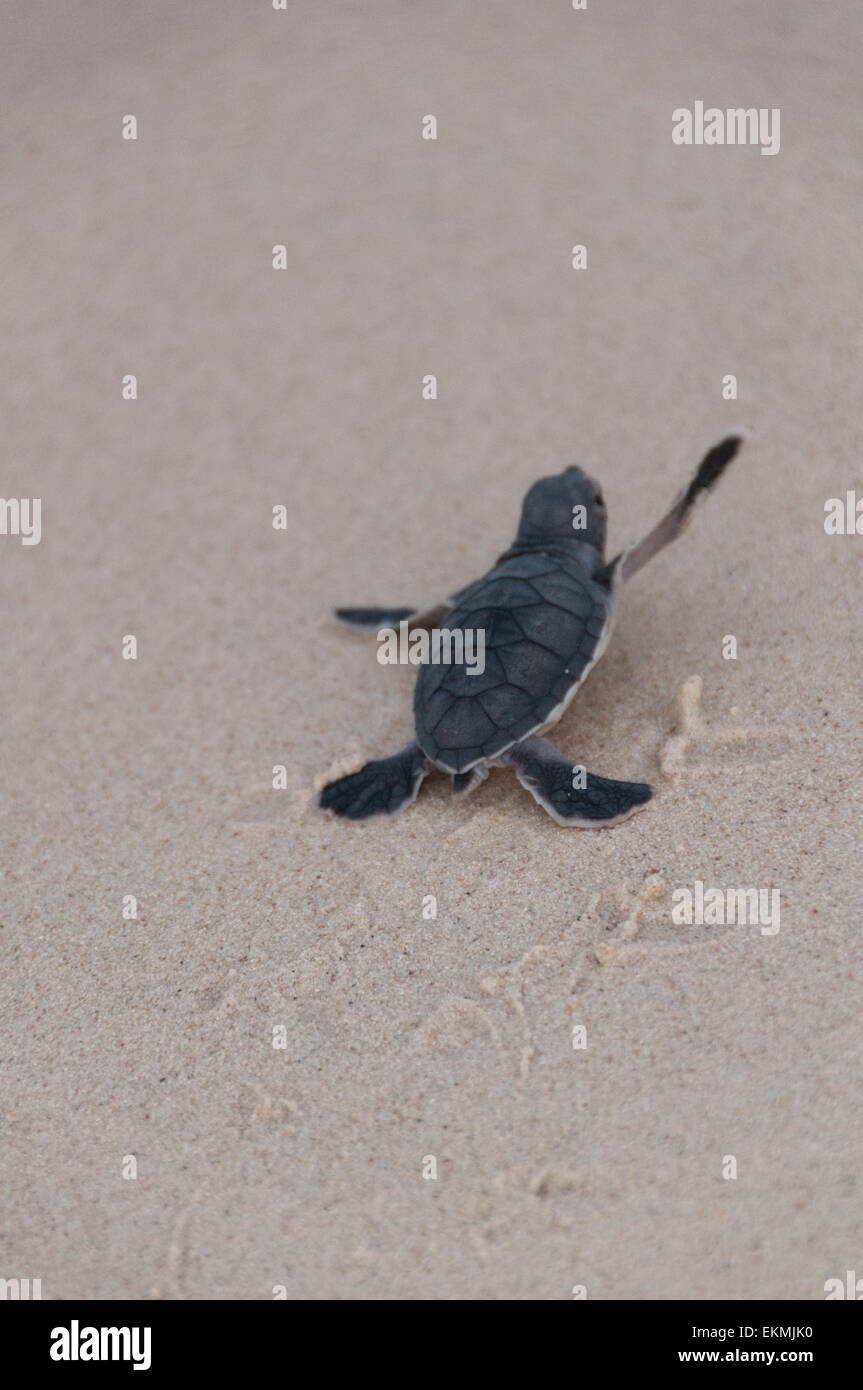 Newborn baby green turtles crawling towards the sea, Turtle Island ...