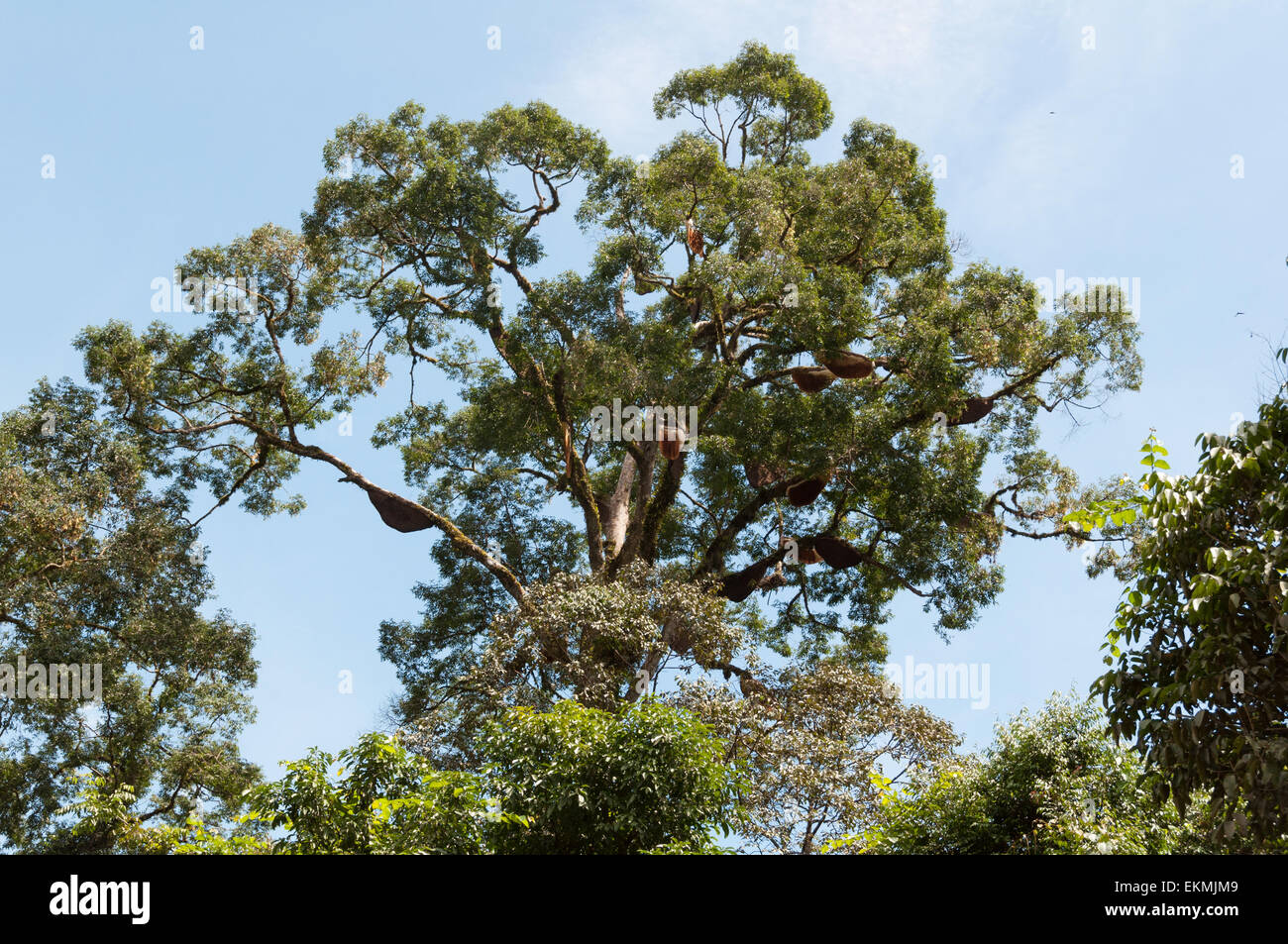 Hive of wild rainforest bees hanging on tree in the Danum Valley ...