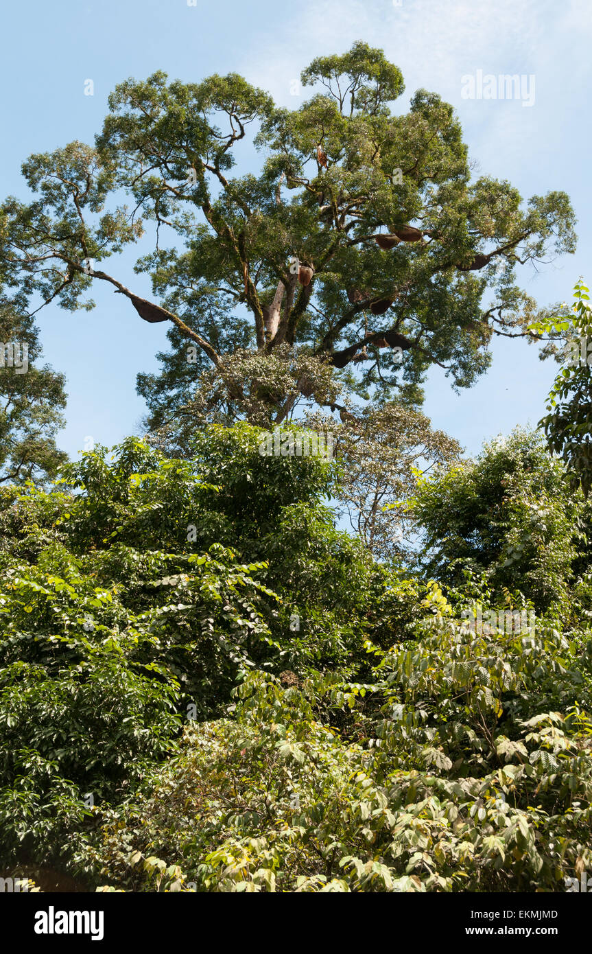 Hive of wild rainforest bees hanging on tree in the Danum Valley ...