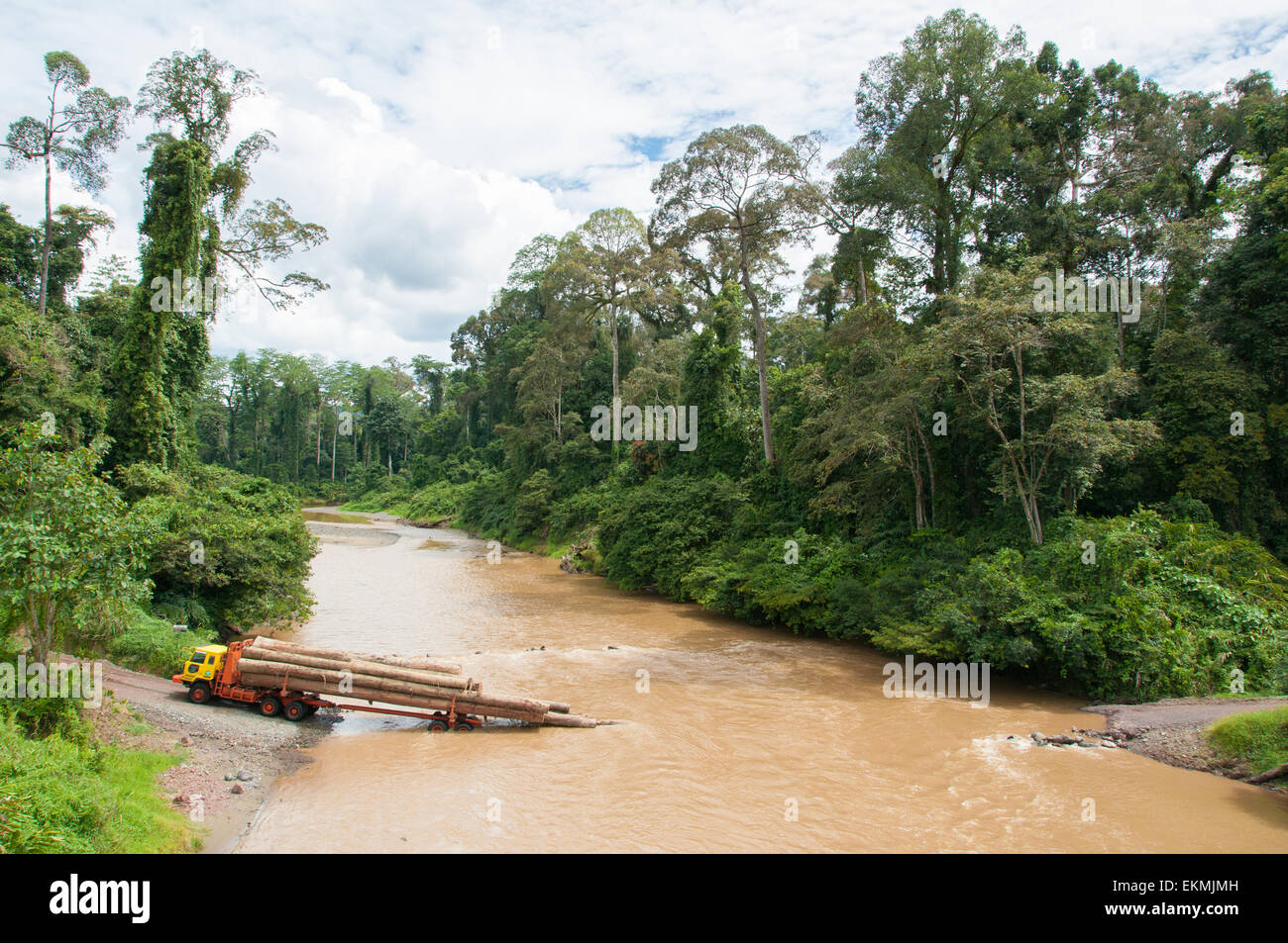 Legal tree cutting in the Danum Valley Conservation Area, Borneo ...