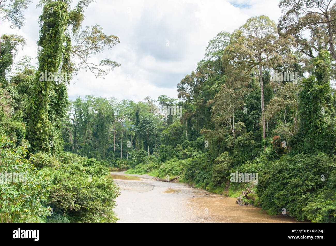 Landscape view of the rainforest in the Danum Valley Conservation Area ...