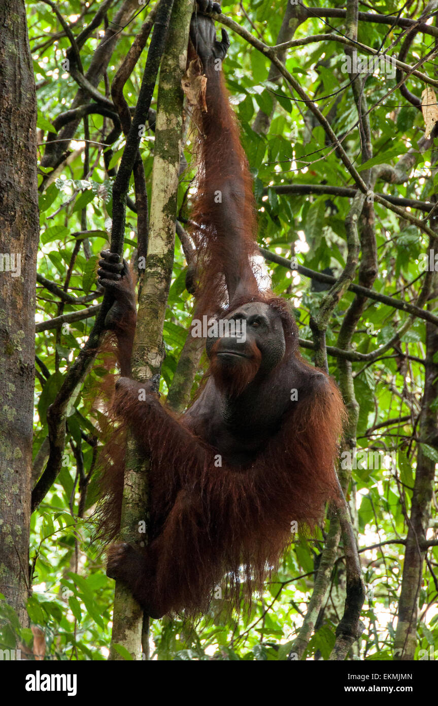 Wild orang-utan in the Borneo rainforest, Malaysia Stock Photo - Alamy