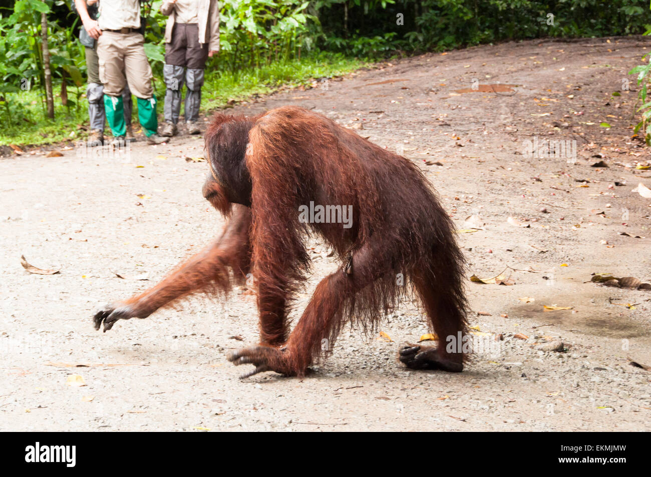 Wild orang-utan in the Borneo rainforest, Malaysia Stock Photo - Alamy