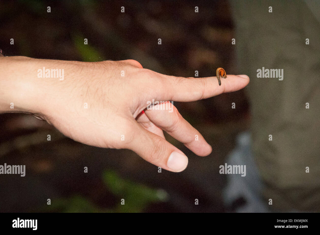 Tiger leech attached to a human finger in Borneo, Malaysia Stock Photo ...