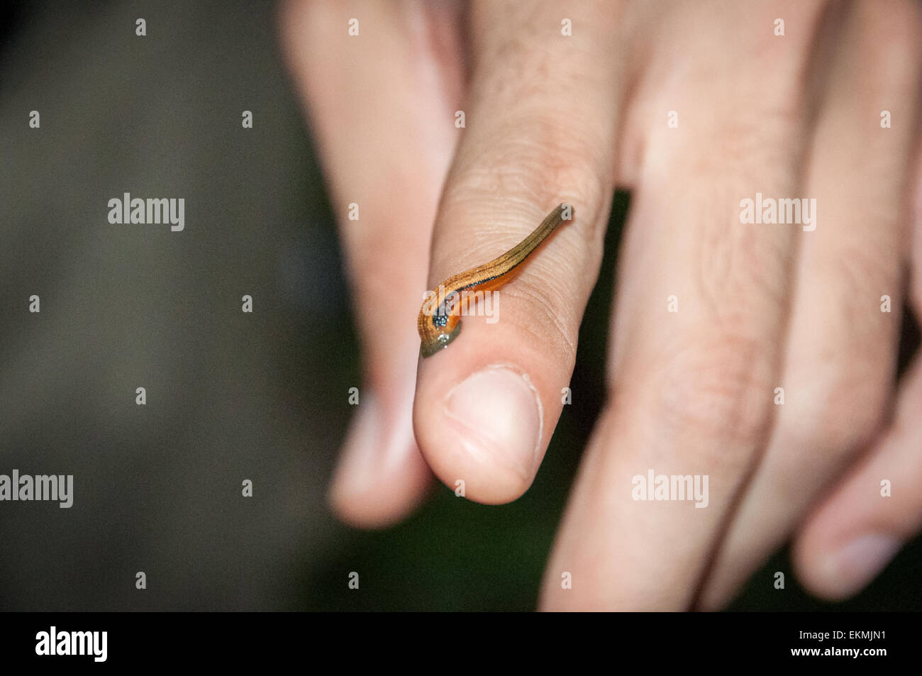 Tiger leech attached to a human finger in Borneo, Malaysia Stock Photo ...