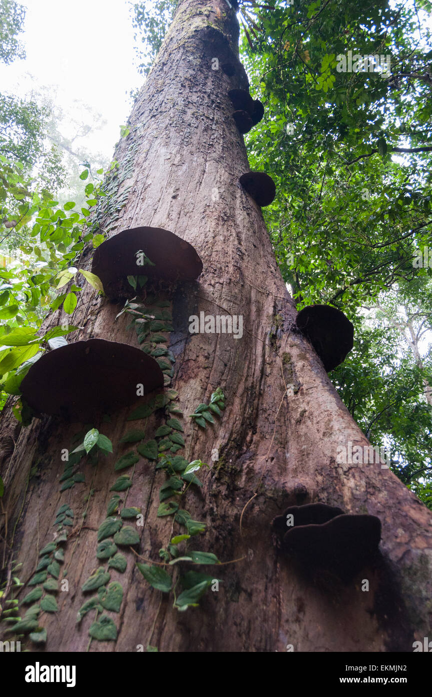 "Monkey steps" on rainforest tree in the Danum Valley Conservation Area ...