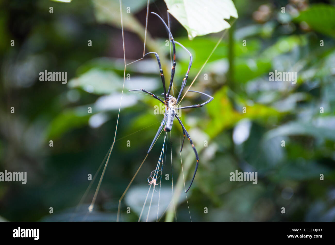 Rainforest spider hi-res stock photography and images - Alamy