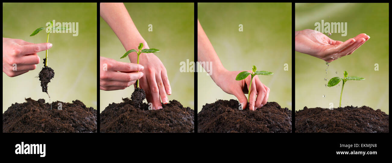Concept of seeding and plant growing in collection Stock Photo - Alamy