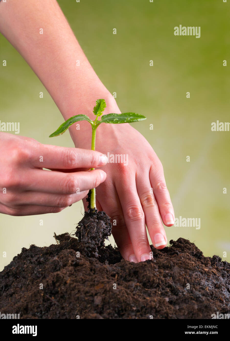 Woman hands seeding seed into pile of soil Stock Photo - Alamy