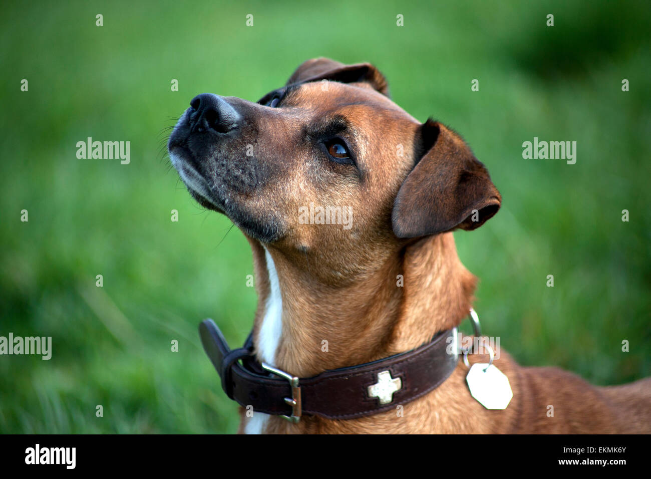 Rhodesian ridgeback guard dog hi-res stock photography and images - Alamy