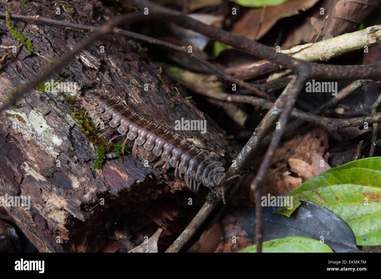Harmless jungle centipede in Danum Valley Conservation, Borneo ...