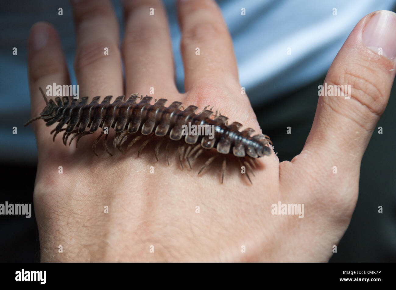 Holding harmless jungle centipede in hands, Danum Valley Conservation ...