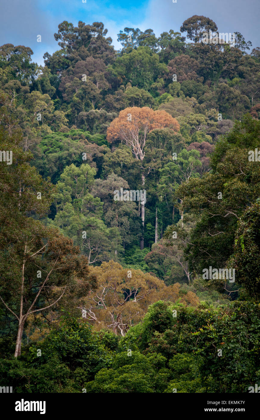 View of the Borneo rainforest trees, Malaysia Stock Photo - Alamy