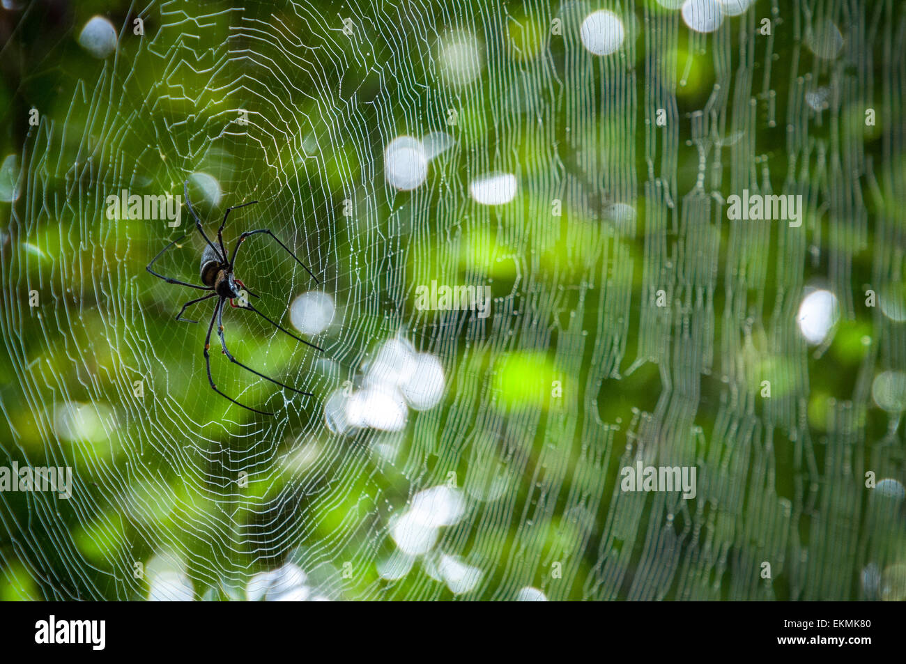 Large spider in Borneo rainforest, Malaysia Stock Photo - Alamy