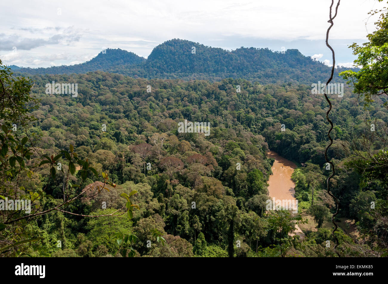 Borneo rainforest hi-res stock photography and images - Alamy