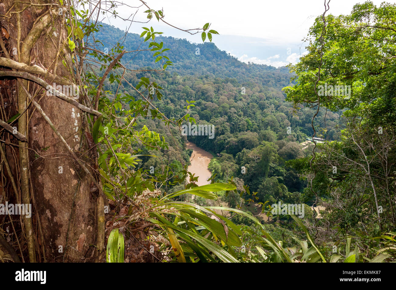 Borneo rainforest hi-res stock photography and images - Alamy