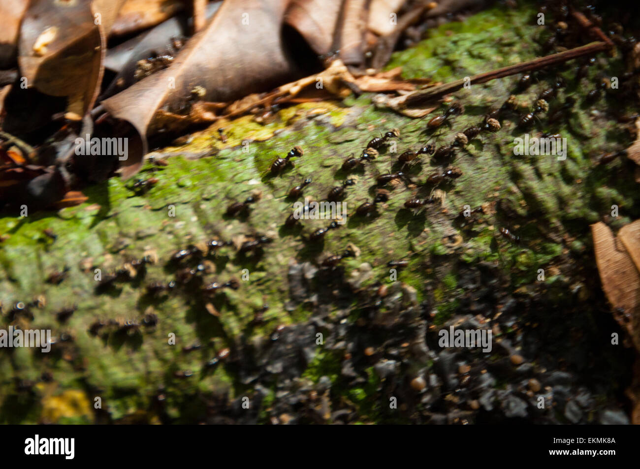 Ant in the Danum Valley Conservation Area, Borneo, Malaysia Stock Photo ...