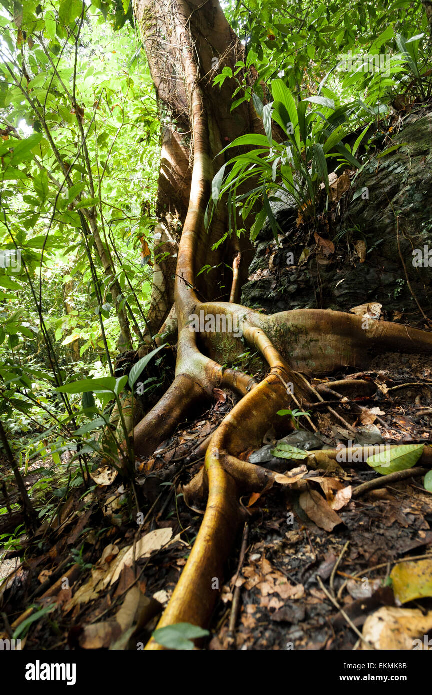 Detail of rainforest tree root, Danum Valley, Borneo, Malaysia Stock ...