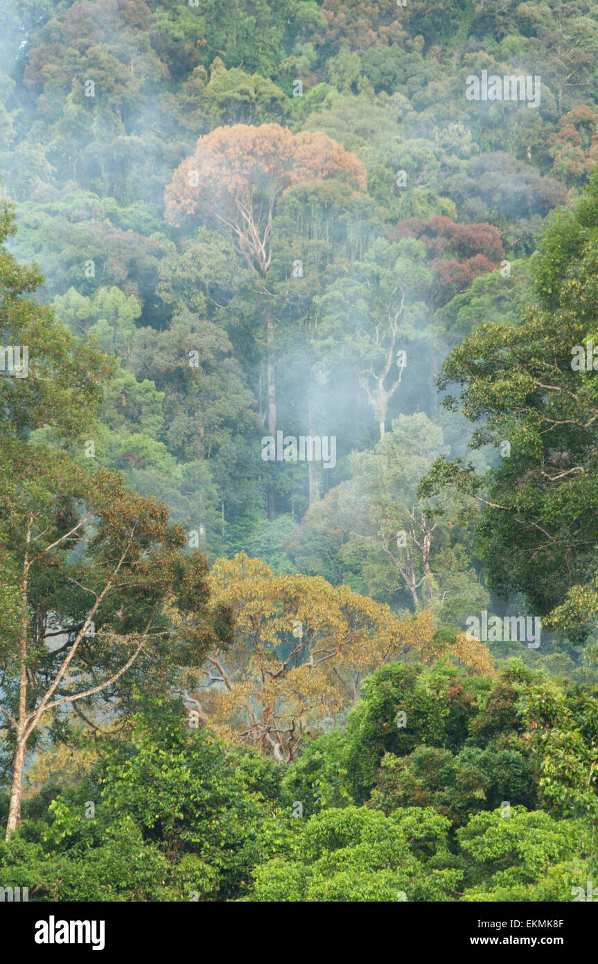 View of the Borneo rainforest trees, Malaysia Stock Photo - Alamy