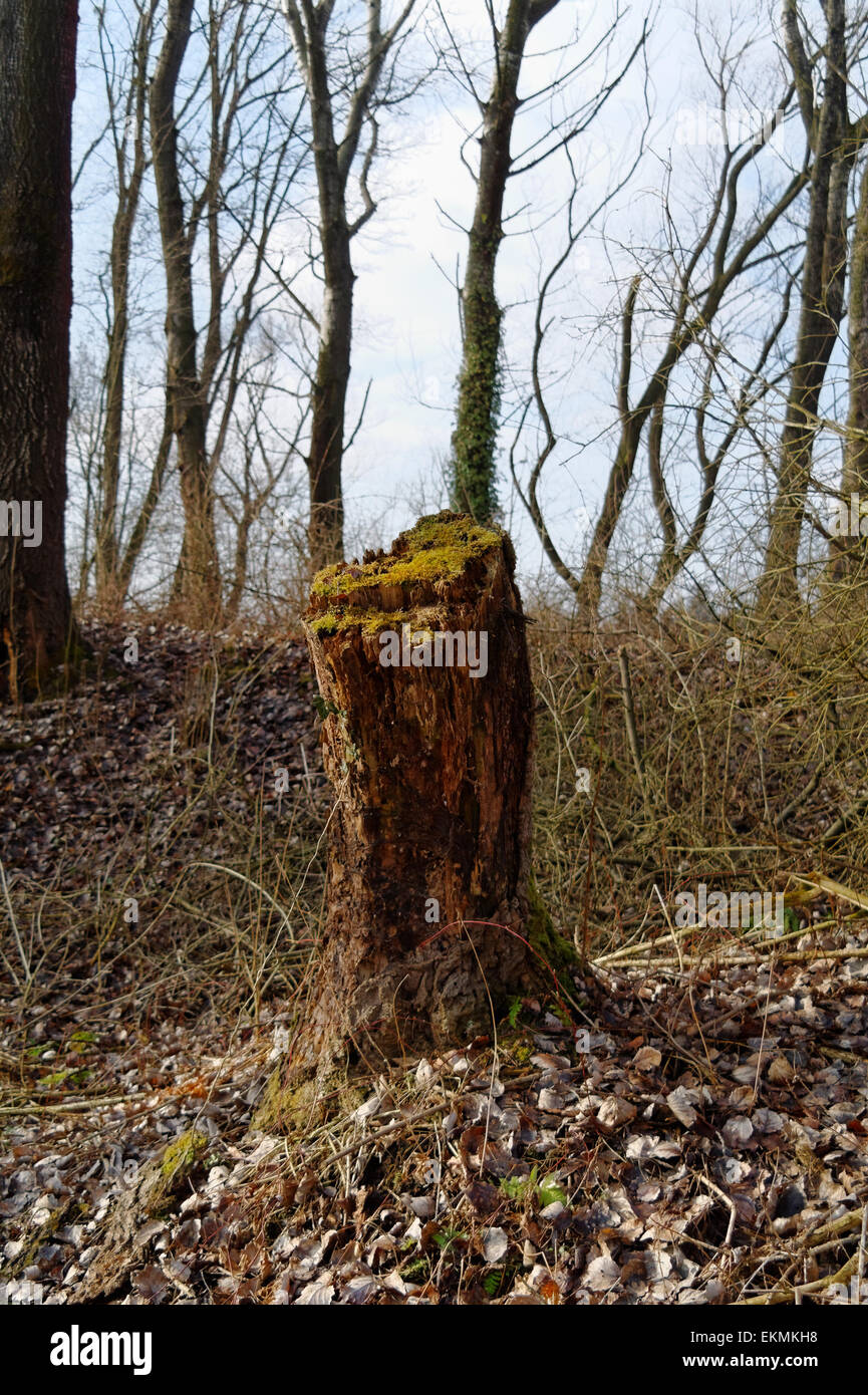 Rotten branches hi-res stock photography and images - Alamy