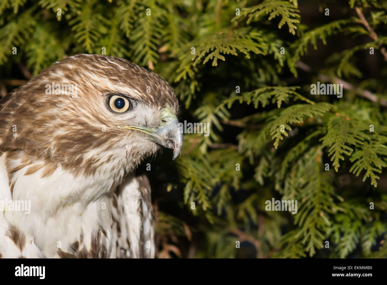 Variable hawk hi-res stock photography and images - Alamy