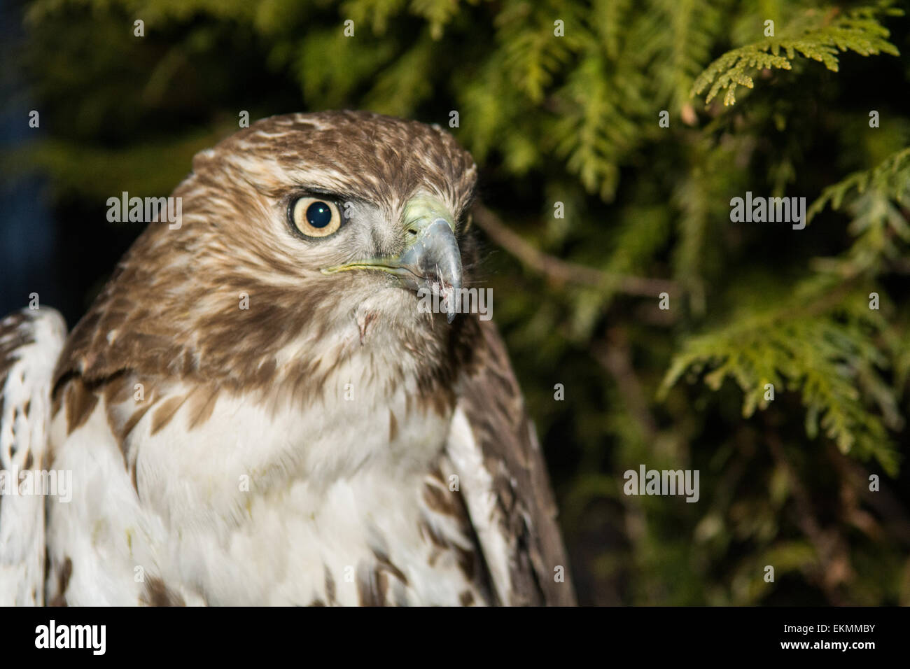 Hawk beak angry hi-res stock photography and images - Alamy