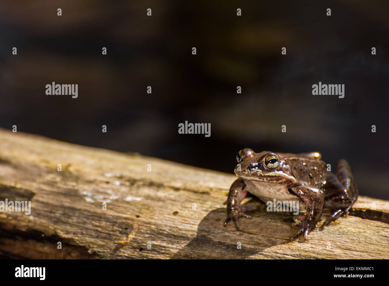 External fertilization hi-res stock photography and images - Alamy