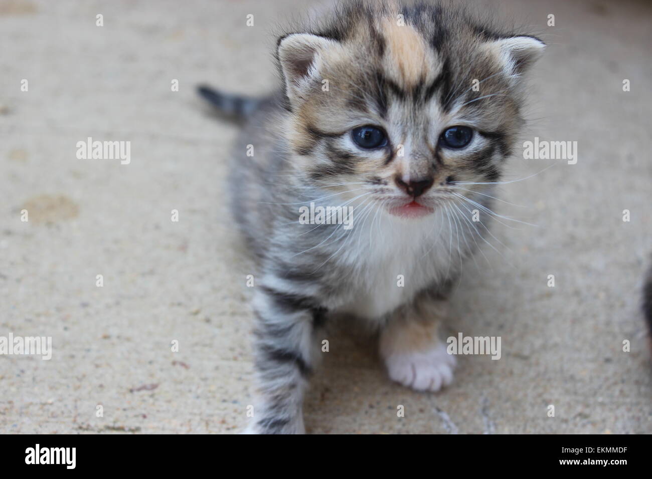 Sad kitten hi-res stock photography and images - Alamy