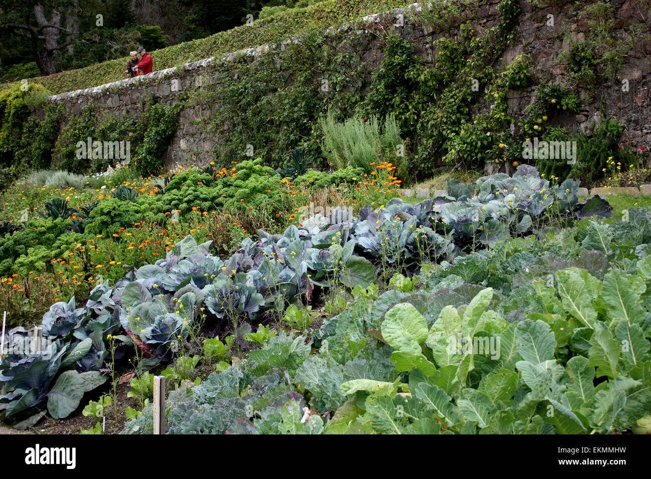 Part of the vegetable garden at Inverewe Gardens, Western Scotland ...