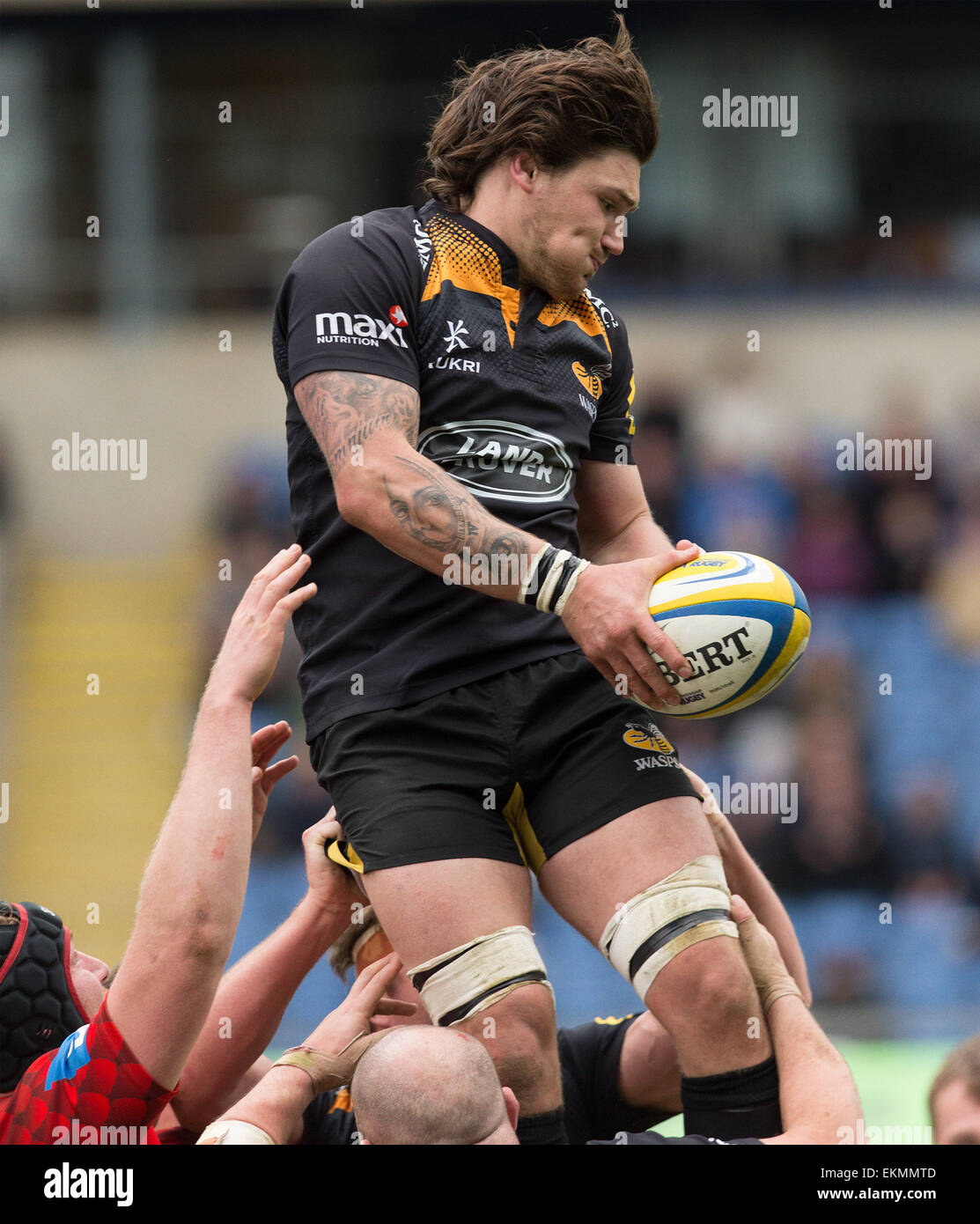 Wasps Guy Thompson High Resolution Stock Photography and Images - Alamy