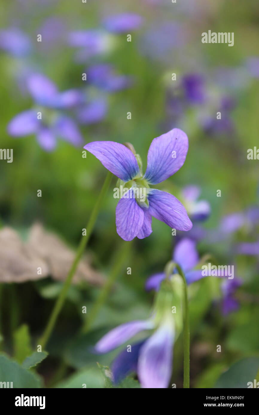 Purple flower 2 Stock Photo - Alamy