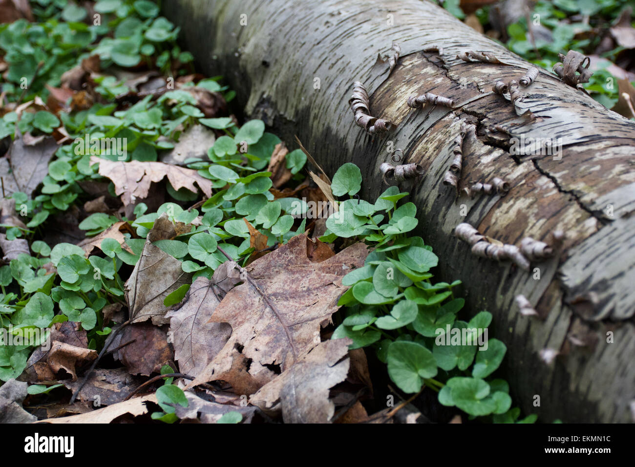 Whimsical nature hi-res stock photography and images - Alamy