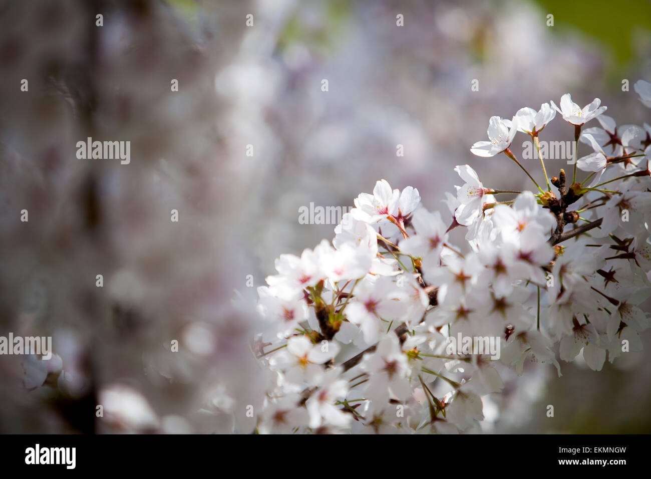 Color image of some spring flowers blooming in a tree Stock Photo - Alamy