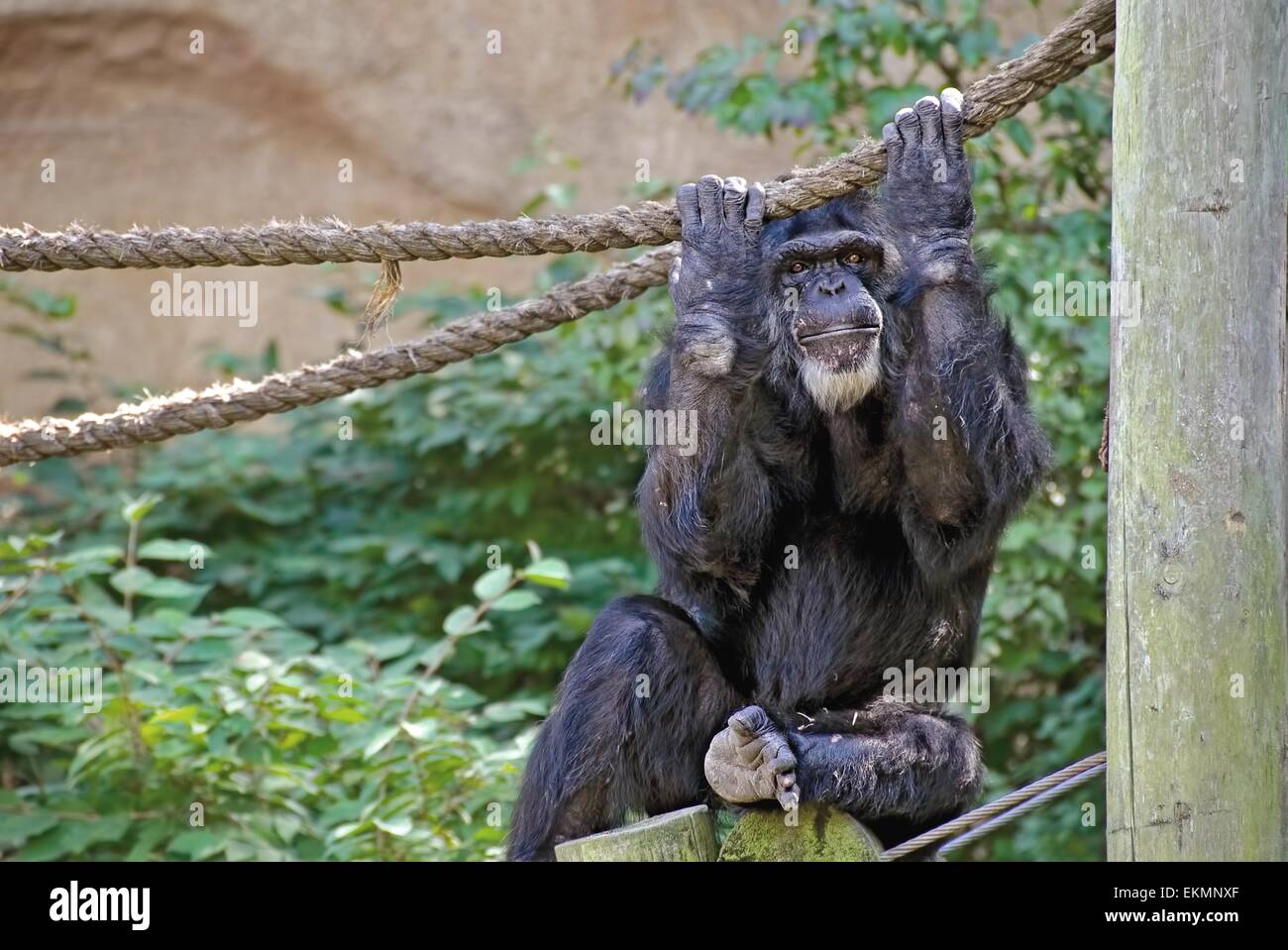 Chimpanzee hanging on a thick rope Stock Photo - Alamy
