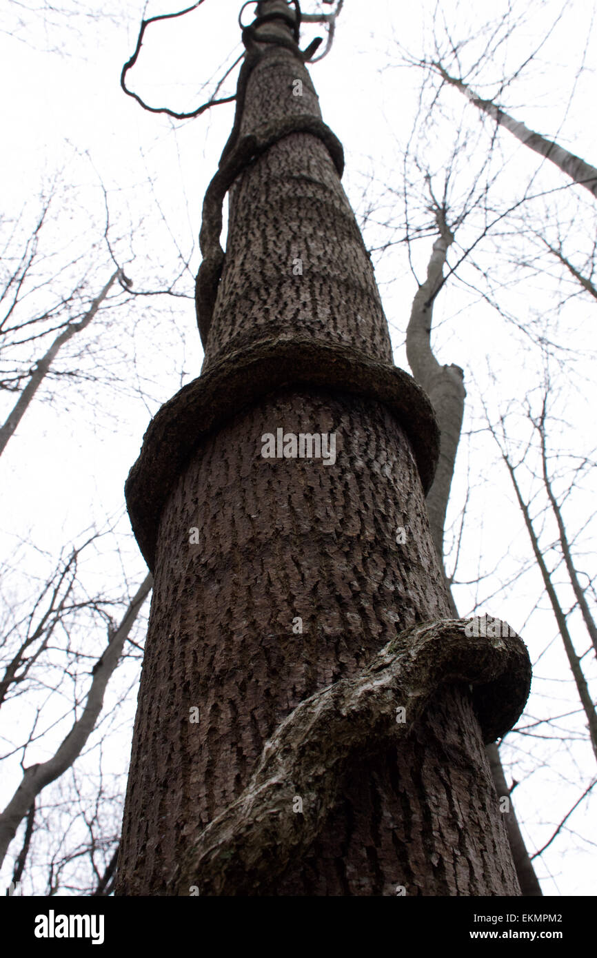 Vine on tree hi-res stock photography and images - Alamy