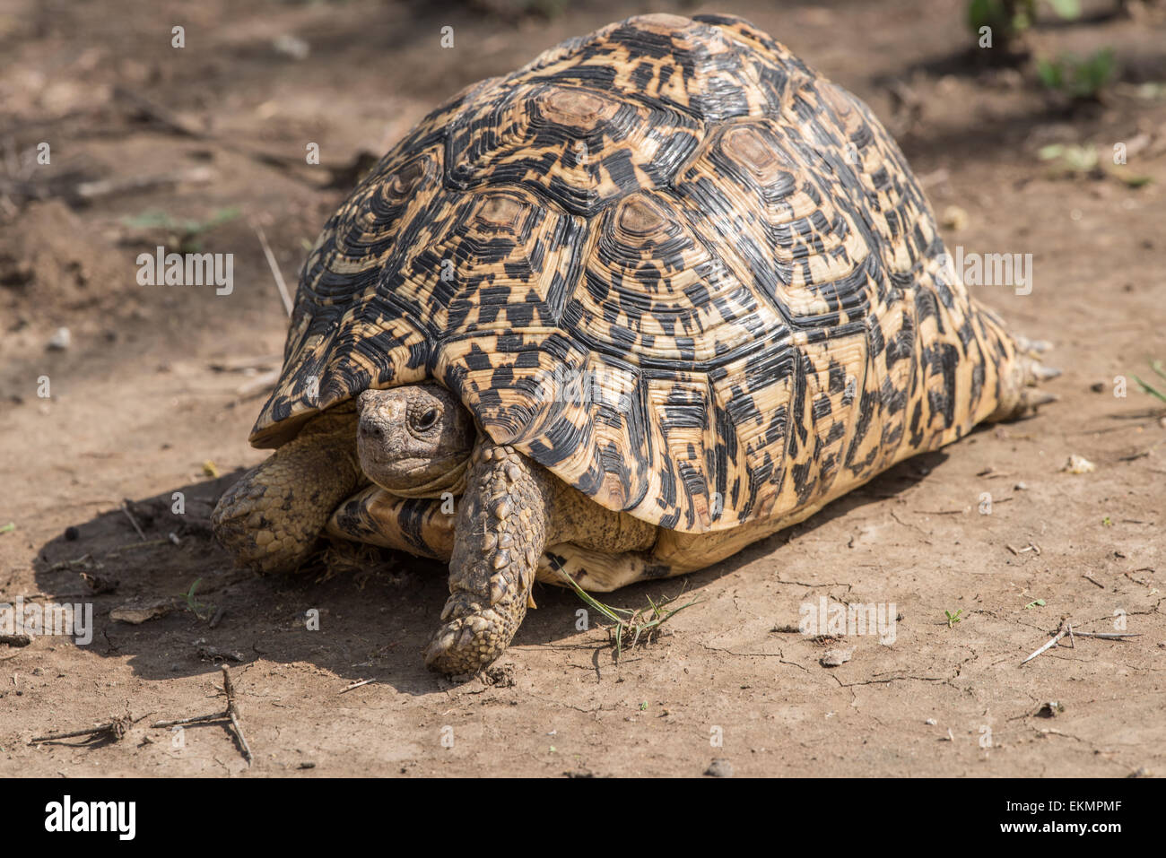 African Leopard Tortoise High Resolution Stock Photography and Images ...