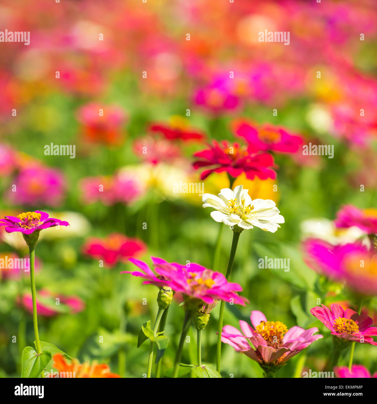 Beautiful colorful meadow flowers Stock Photo - Alamy