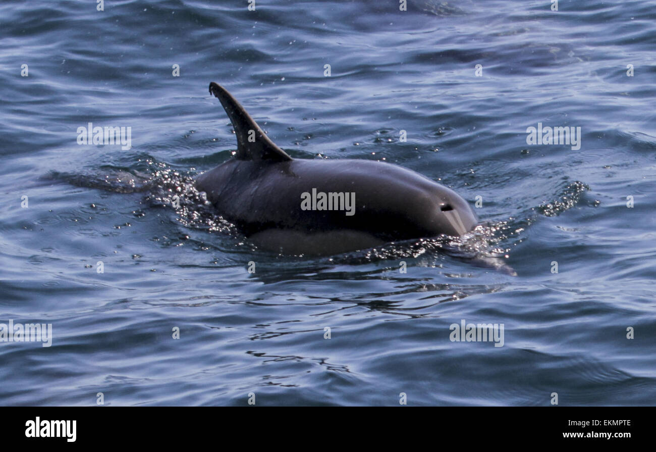 Los Angeles, California, USA. 12th Apr, 2015. A dolphin is seen ...