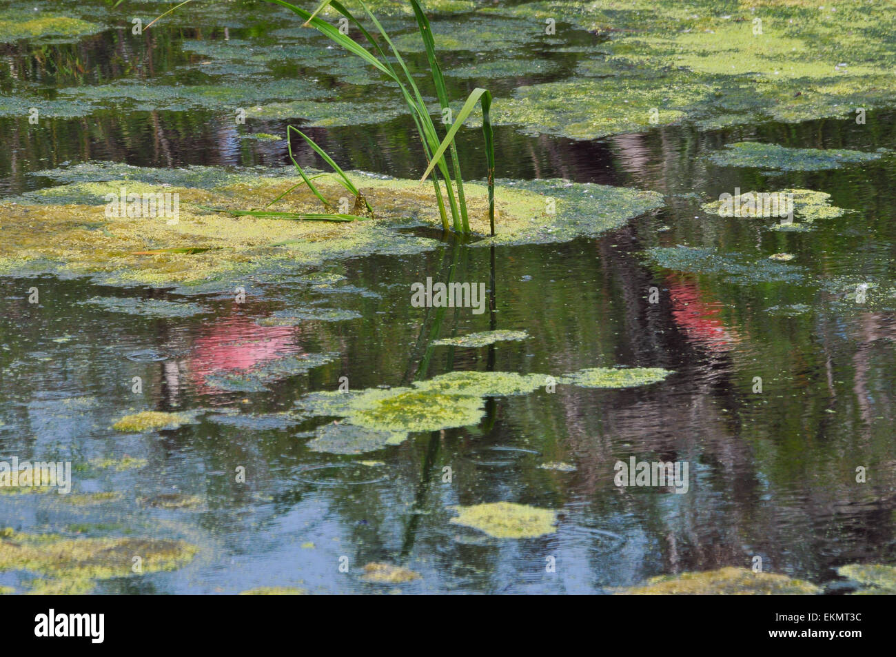 Abstract colorful reflection designs in water Stock Photo - Alamy