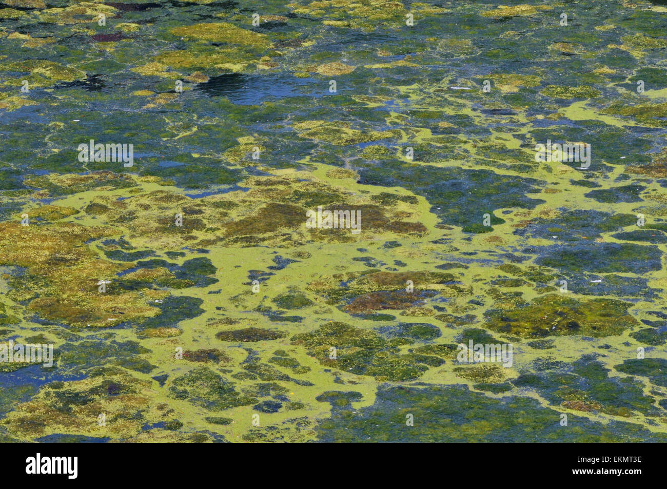 Abstract colorful reflection designs in water Stock Photo - Alamy