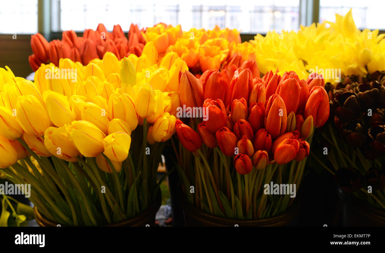 Bunches of fresh Tulip flowers in market display Stock Photo - Alamy