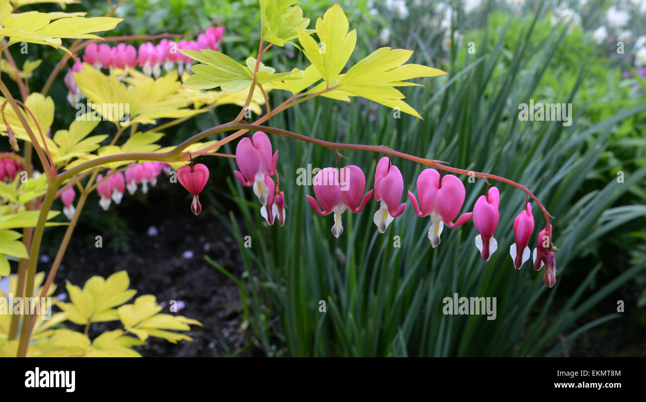 Bleeding heart flower blooming in Spring gardens in Canada Stock Photo ...