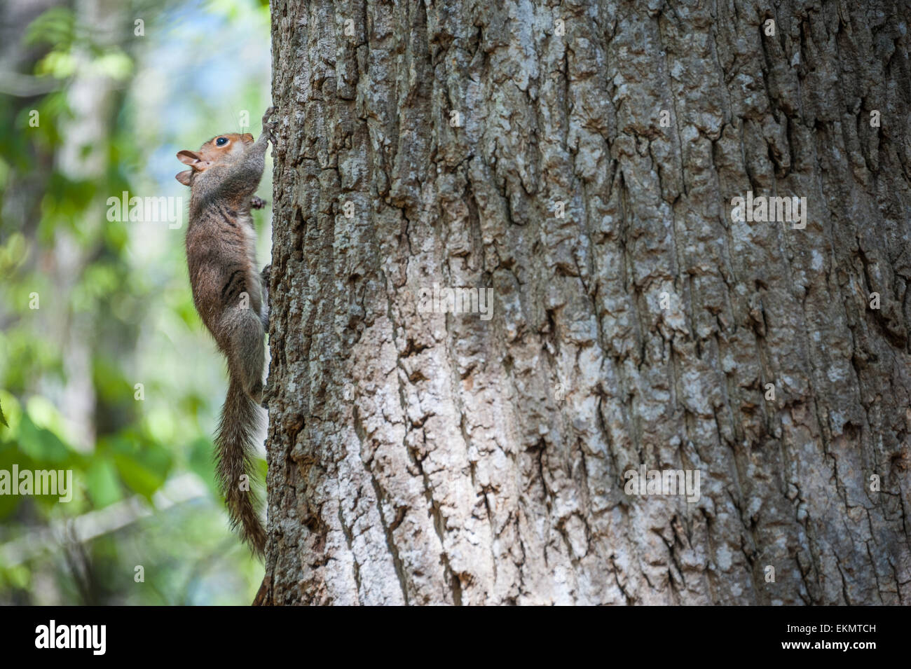 Squirrel climbing tree along a wooded trail at Stone Mountain Park near ...