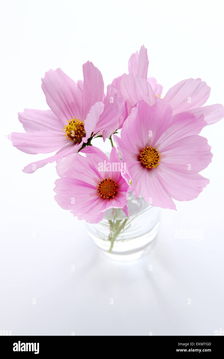 Pink cosmos on white background Stock Photo - Alamy