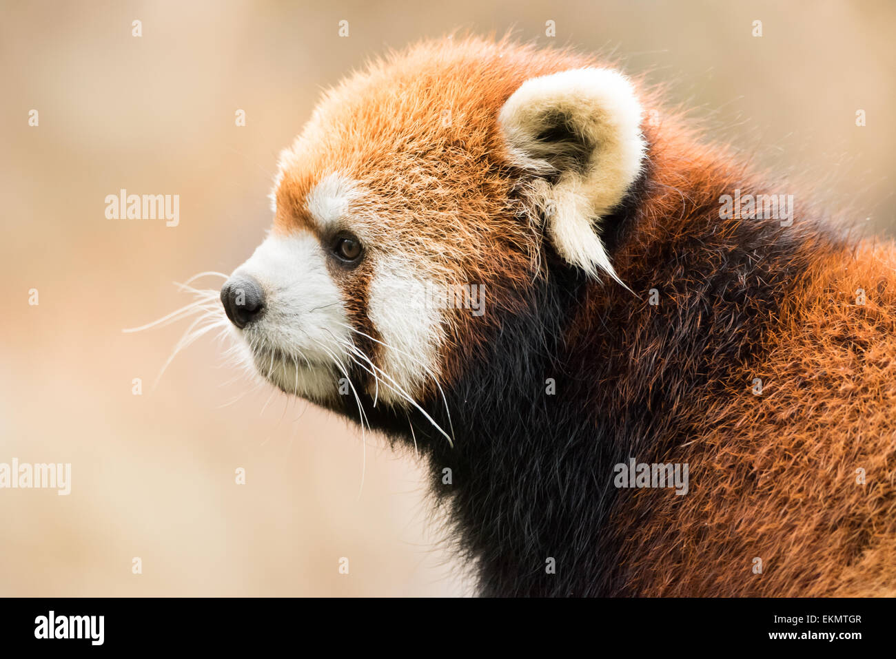 Profile Portrait of a Red Panda Stock Photo - Alamy