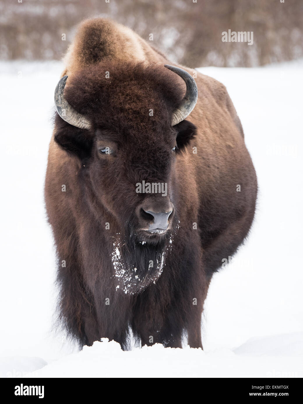 American bison in snow hi-res stock photography and images - Alamy