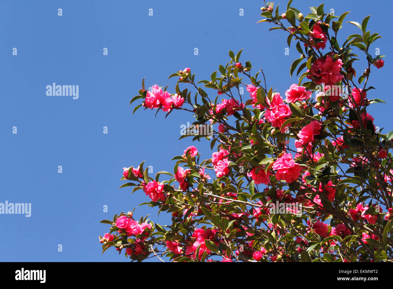 Yuletide camellia hi-res stock photography and images - Alamy