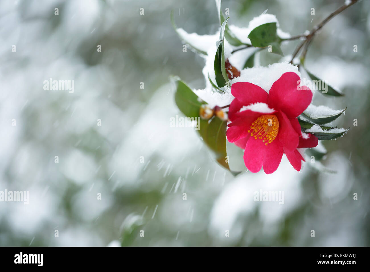 Yuletide camellia hi-res stock photography and images - Alamy