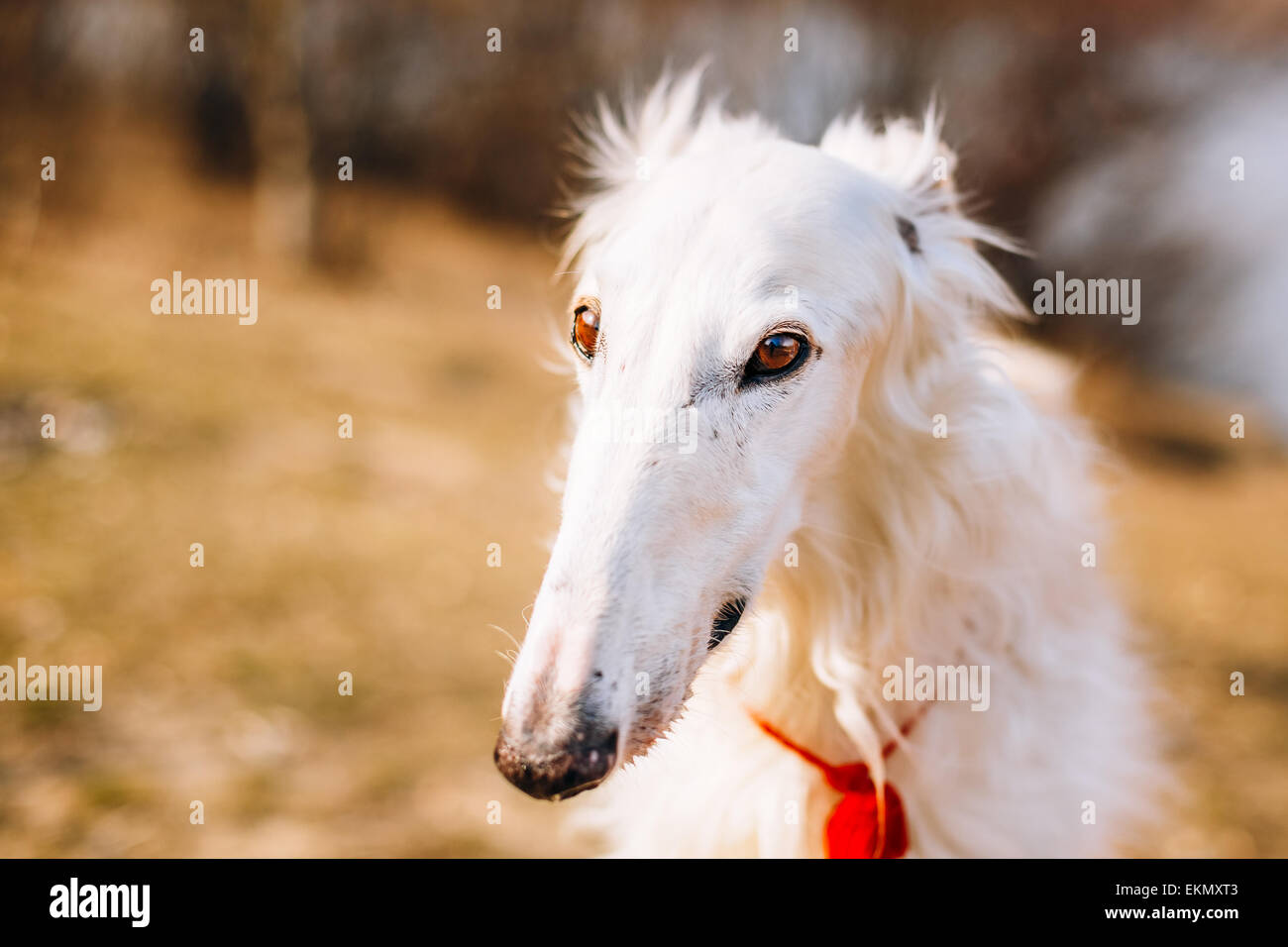 Russian Wolfhound Dog, Borzoi, Russian Hunting, Sighthound, Russkaya Psovaya Borzaya, Psovoi ...