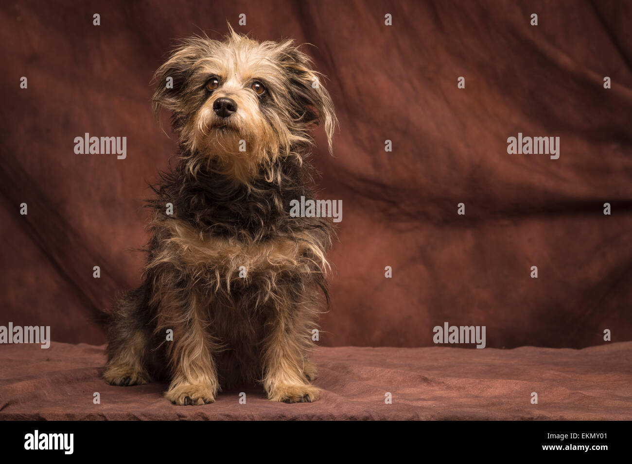 sitting small dog Stock Photo - Alamy